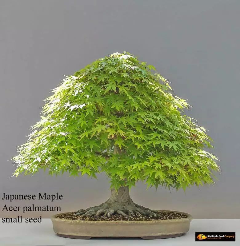 Acer palmatum small seeded, dewinged - Common Bonsai,Hardwood ...