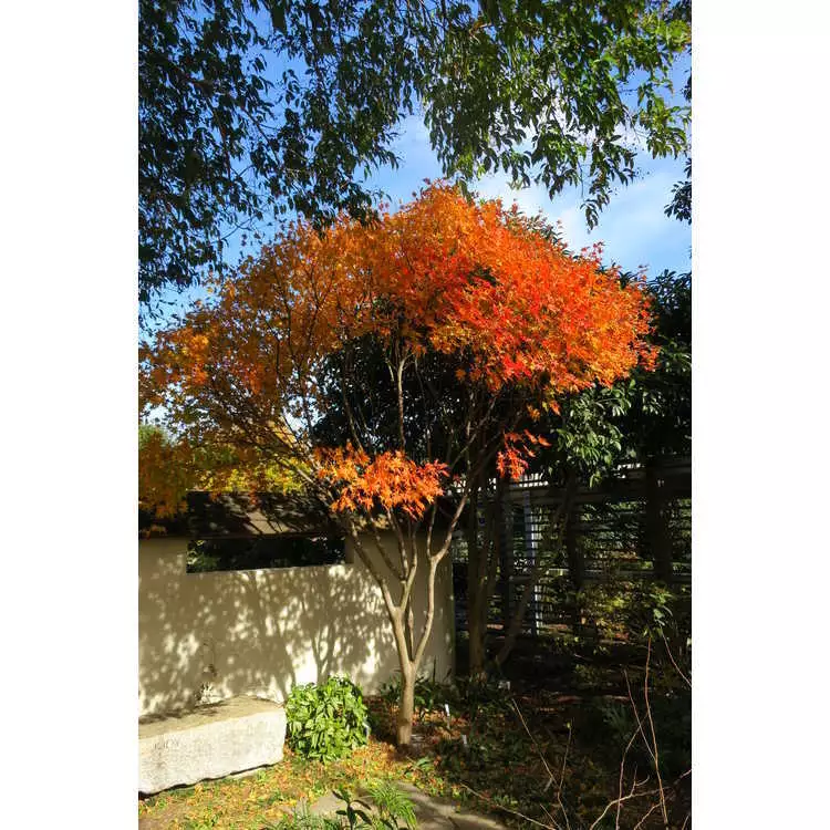 Acer palmatum ssp. amoenum 'Hogyoku' fresh/green seed - Common Bonsai ...