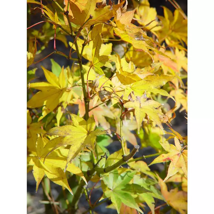 Acer palmatum ssp. amoenum 'Hogyoku' fresh/green seed - Common Bonsai ...
