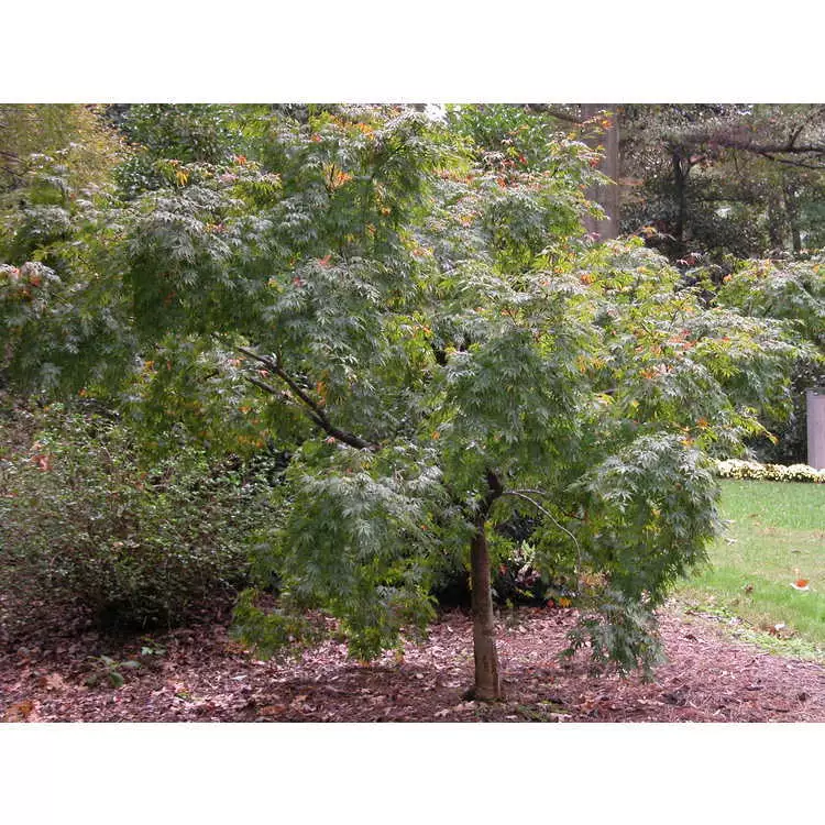 Acer palmatum ssp. matsumurae 'Omurayama' dry seed - Common Bonsai ...