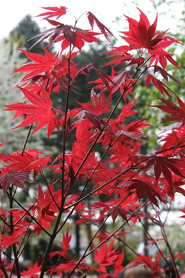 Acer palmatum ssp. matsumurae 'Oshio Beni' dry seed - Common Bonsai ...