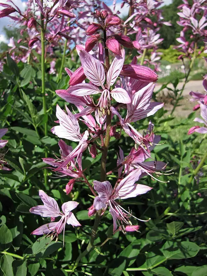 Dictamnus albus rubra - Herbaceous Plants,Perennial - Burning Bush ...