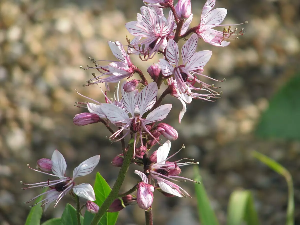 Dictamnus albus rubra - Herbaceous Plants,Perennial - Burning Bush ...