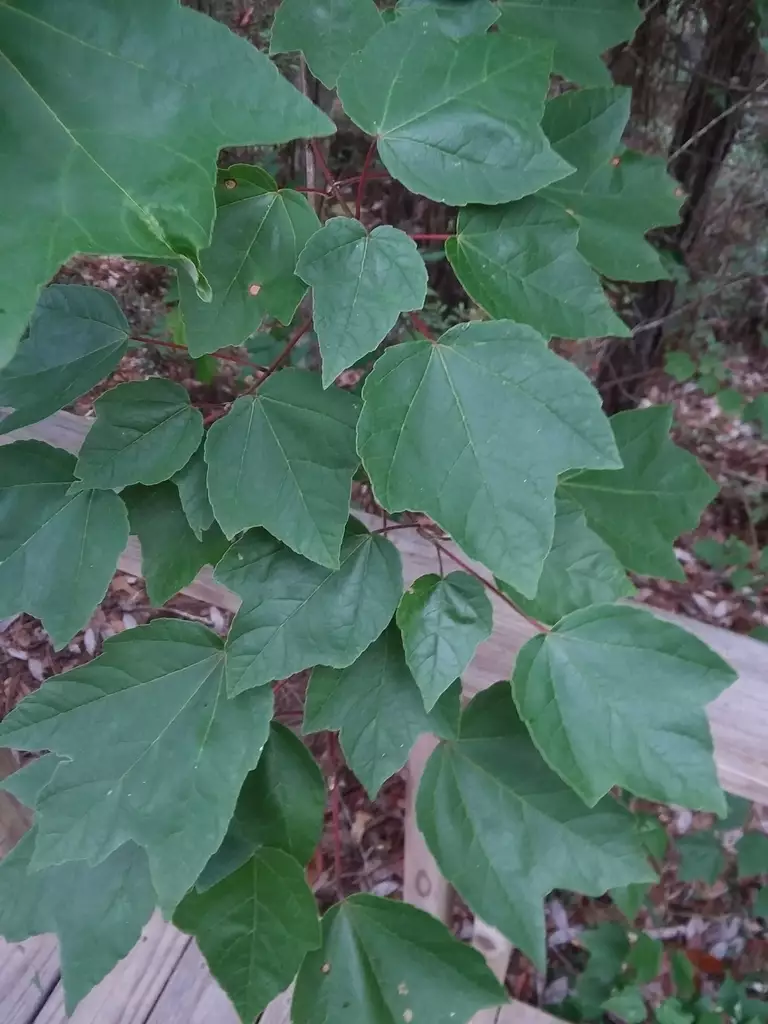 Acer rubrum var. drummondii - Hardwood - Drummond Red Maple, Drummond's ...