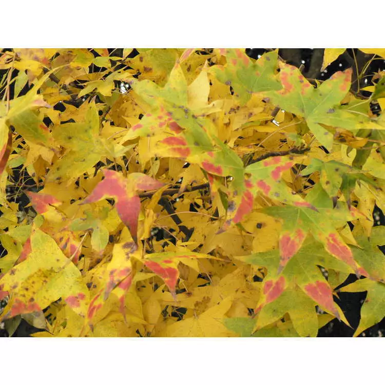 Acer truncatum - Common Bonsai,Hardwood - Purpleblow Maple, Shandong ...