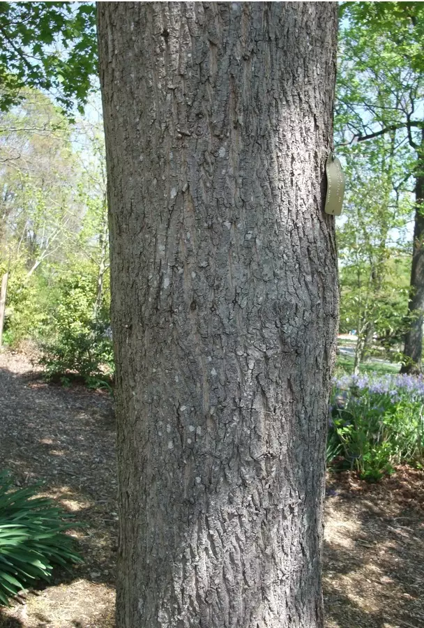 Acer truncatum - Common Bonsai,Hardwood - Purpleblow Maple, Shandong ...