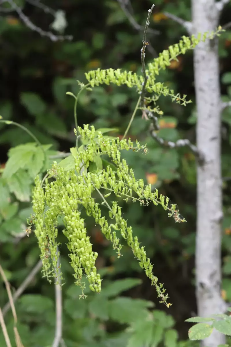 Actaea cimicifuga - Flower,Herbaceous Plants,Medicinal Herbs,Perennial ...