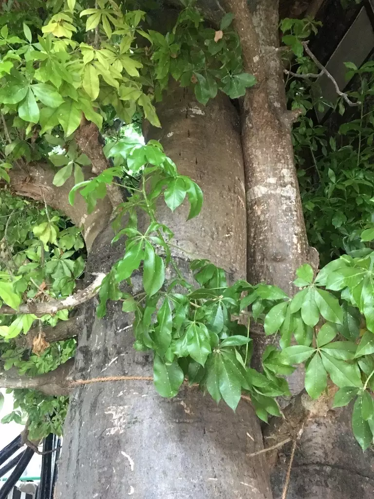 Adansonia digitata - Tree,Web page Navigation - Baobab, Cream of tartar ...