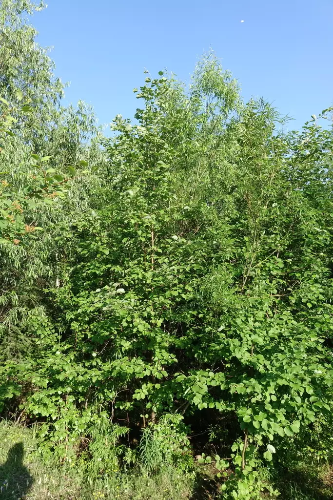 Alnus hirsuta - Deciduous - Manchurian Alder