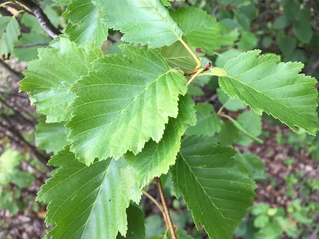 Alnus incana ssp. tenuifolia - Deciduous - Mountain Alder, Thinleaf Alder