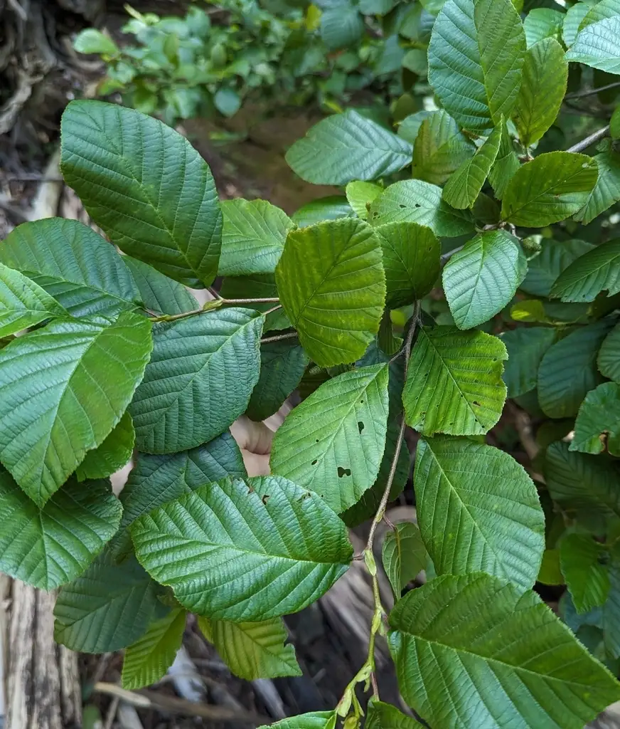 Alnus serrulata - Medicinal Herbs,Shrub,Web page Navigation - Hazel ...