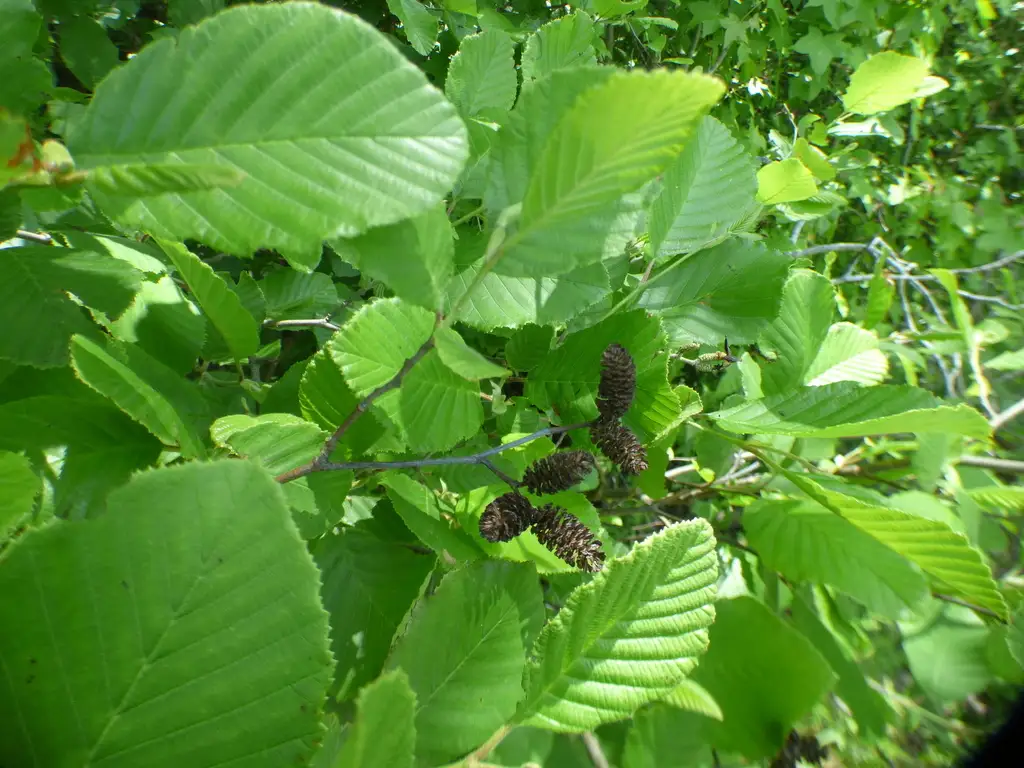 Alnus serrulata - Medicinal Herbs,Shrub,Web page Navigation - Hazel ...
