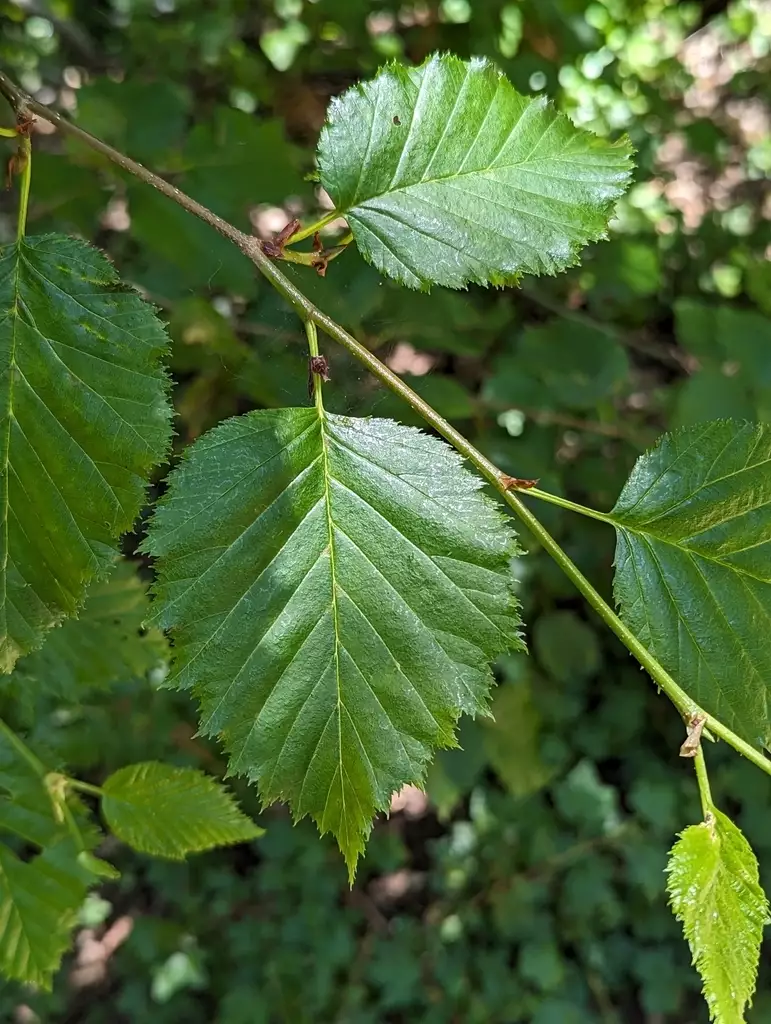Alnus sinuata - Deciduous - Sitka Alder