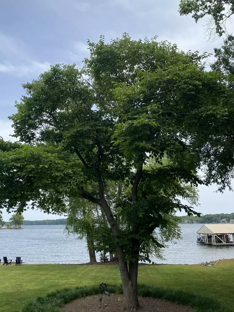 Morus rubra - Edible Fruit/Nuts,Fruits - American Mulberry, Red Mulberry