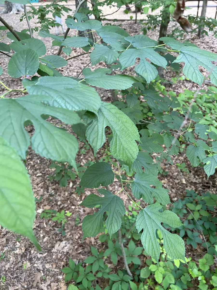 Morus rubra - Edible Fruit/Nuts,Fruits - American Mulberry, Red Mulberry