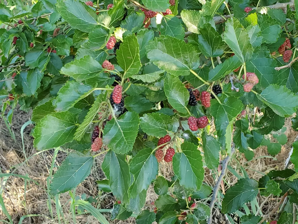 Morus alba - Edible Fruit/Nuts,Fruits - White Mulberry