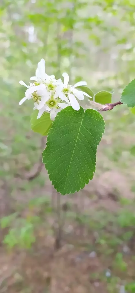 Amelanchier spicata - Shrub - Dwarf Serviceberry, Thicket Shadbush