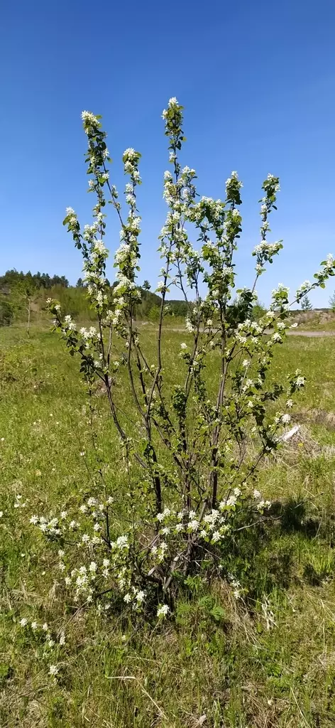 Amelanchier spicata - Shrub - Dwarf Serviceberry, Thicket Shadbush