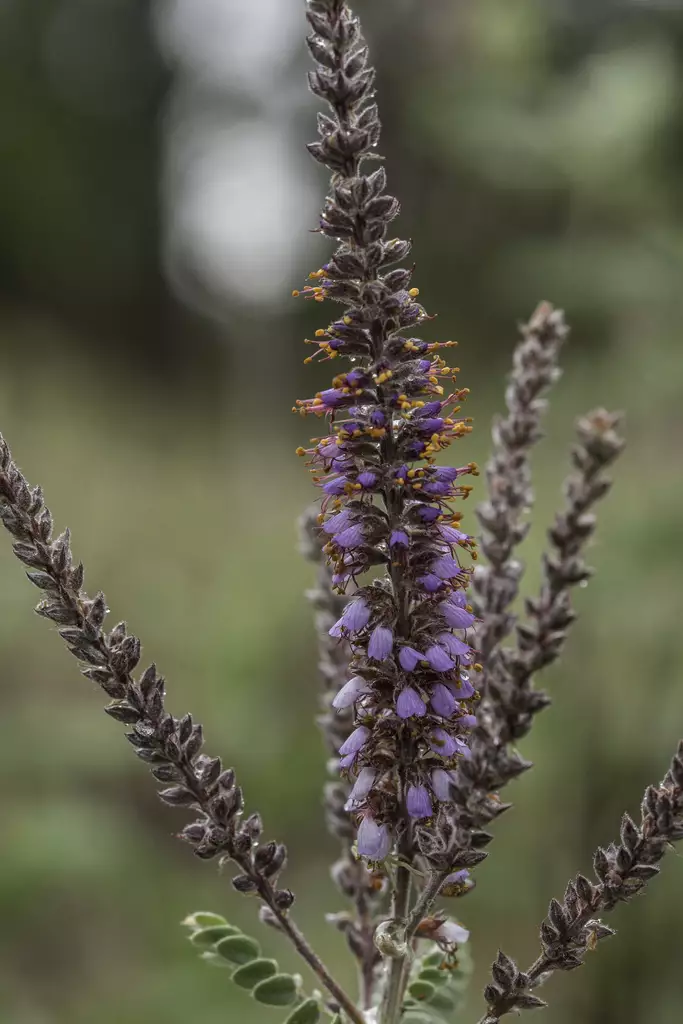 Amorpha canescens with hulls - Medicinal Herbs,Shrub - Lead Plant ...