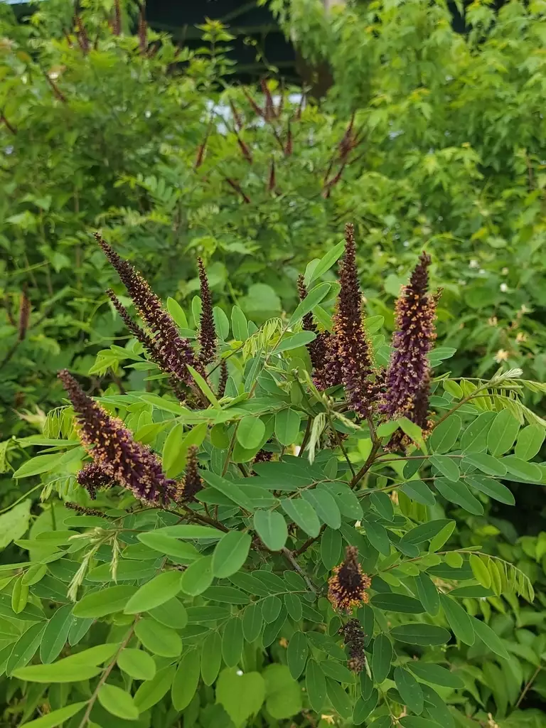 Amorpha fruticosa - Shrub - Bastard Indigobush, Desert False Indigo ...