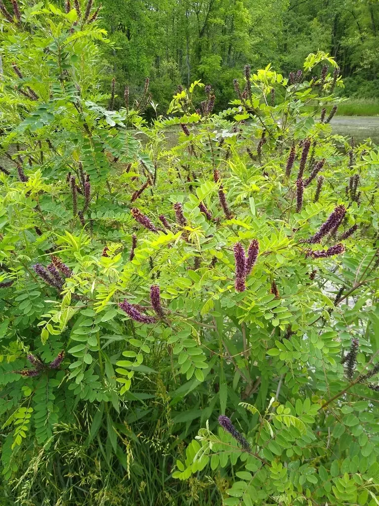 Amorpha fruticosa - Shrub - Bastard Indigobush, Desert False Indigo ...