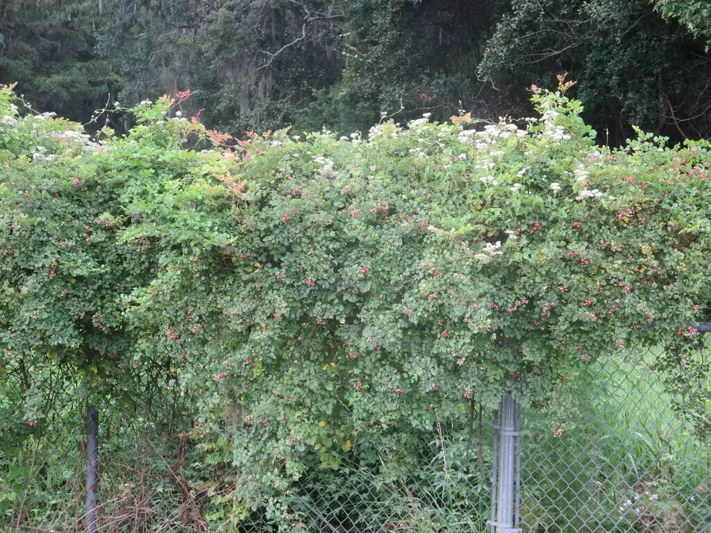 Ampelopsis arborea - Vine,Web page Navigation - Pepper Vine, Peppervine