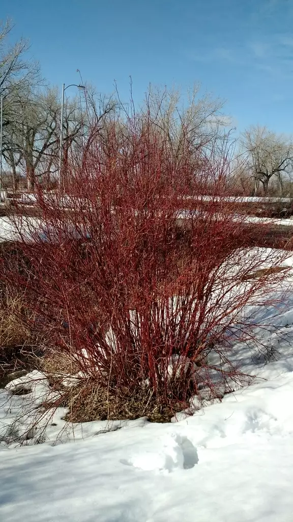 Cornus sericea - Shrub - American Dogwood, Red Osier Dogwood, Red-rood ...