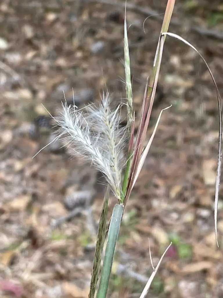 Andropogon ternarius - Grass,Herb and Grass Seeds,Herbaceous Plants ...