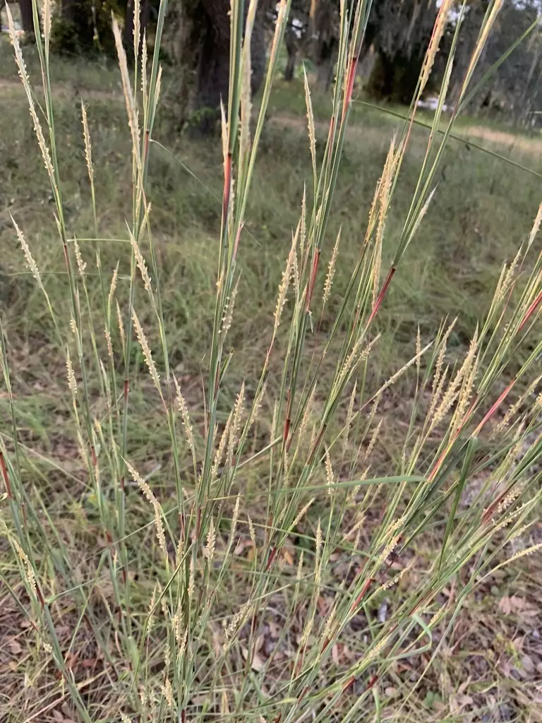Andropogon ternarius - Grass,Herb and Grass Seeds,Herbaceous Plants ...