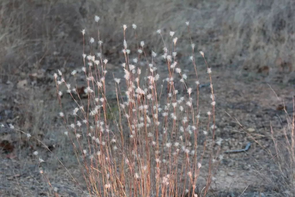 Andropogon ternarius - Grass,Herb and Grass Seeds,Herbaceous Plants ...