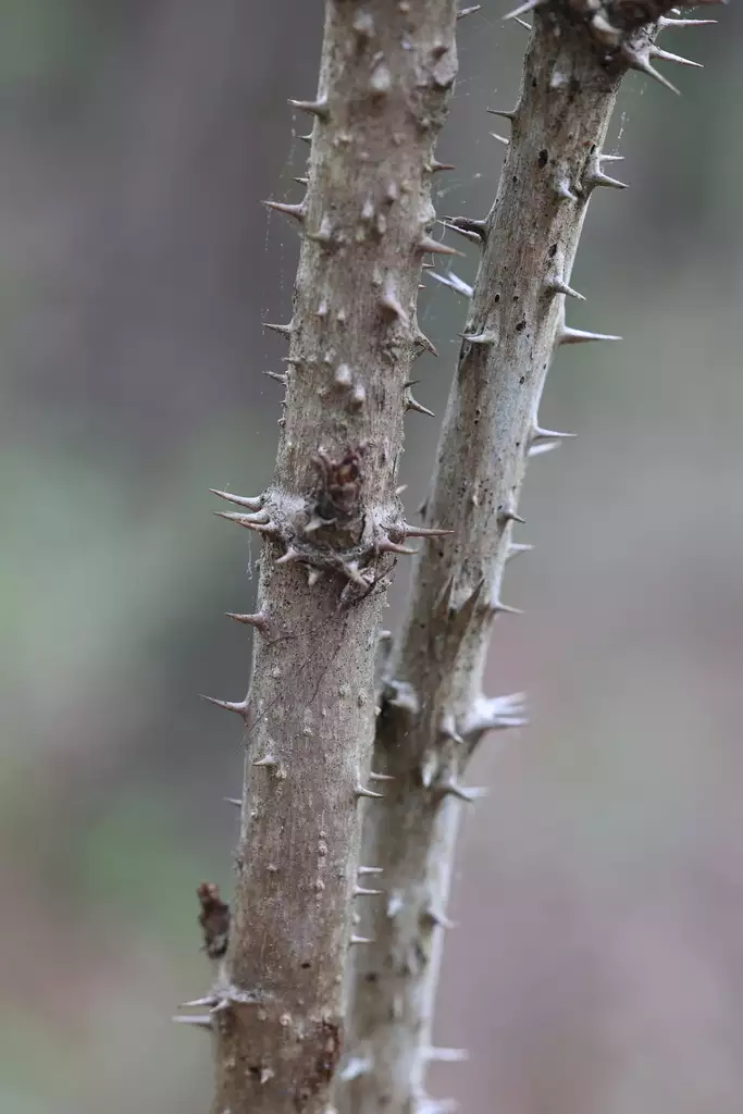 Aralia spinosa dried berries - Shrub - Devil's Walking Stick, Devil's ...
