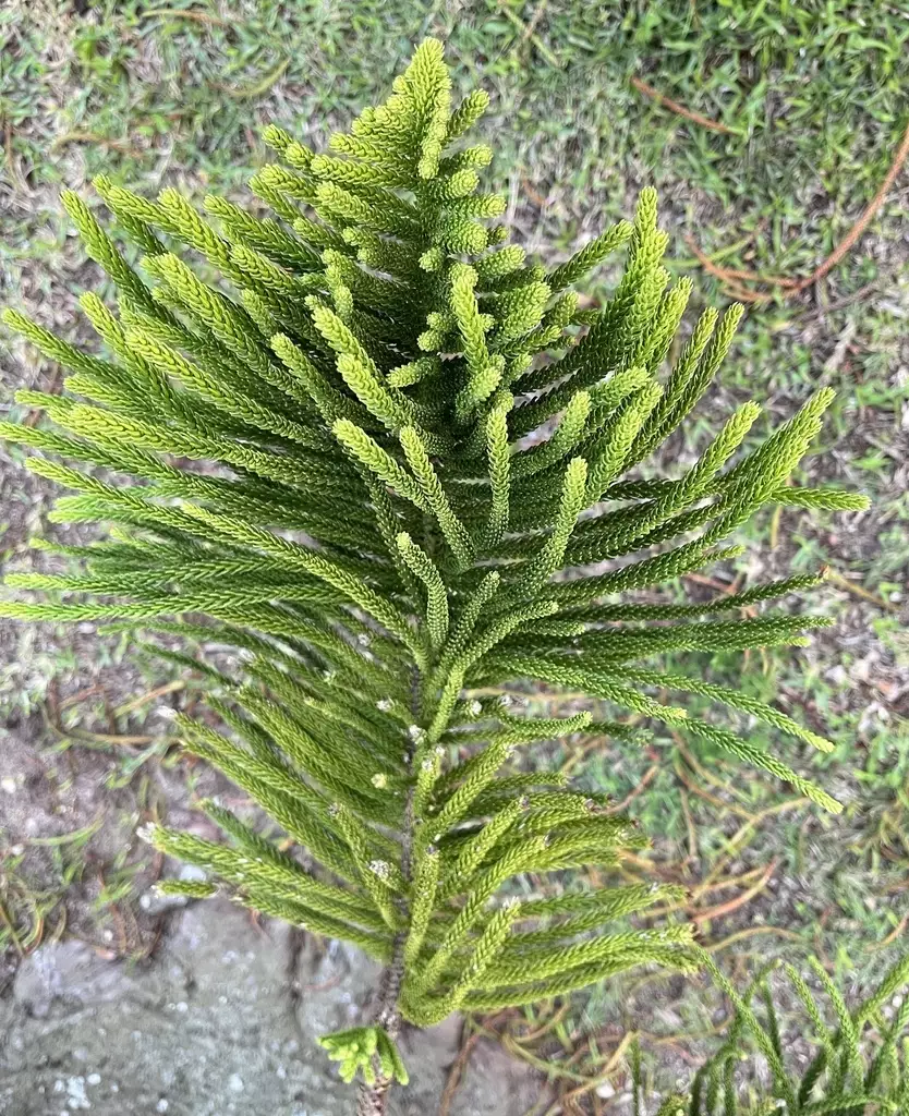 Araucaria columnaris - Conifer,Evergreen Leaves,Tree,Web page ...