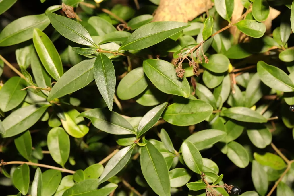 Ligustrum vulgare - Shrub - Common Privet, European Privet