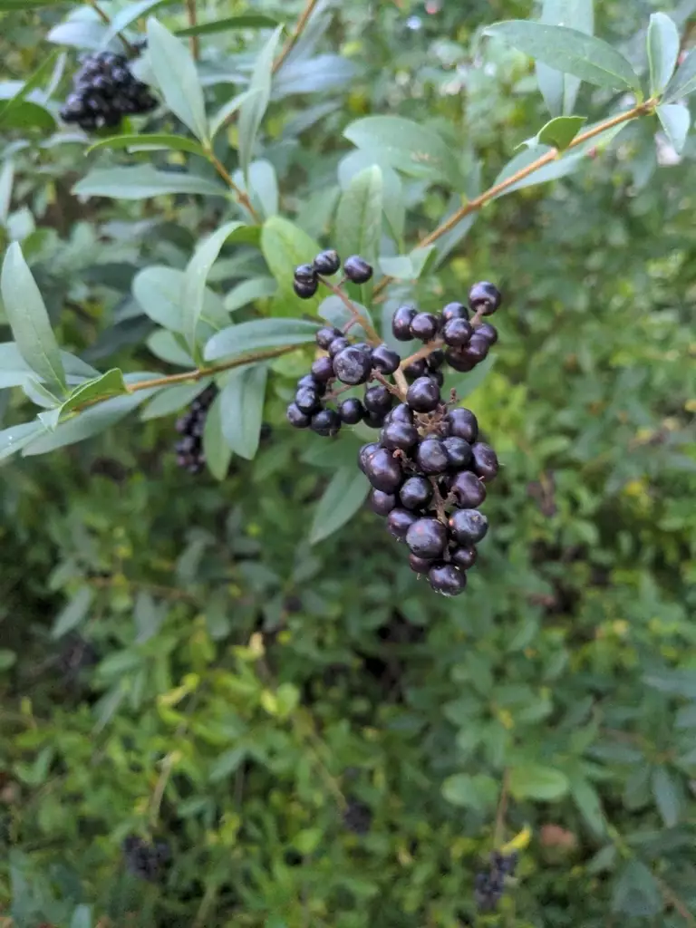 Ligustrum vulgare - Shrub - Common Privet, European Privet