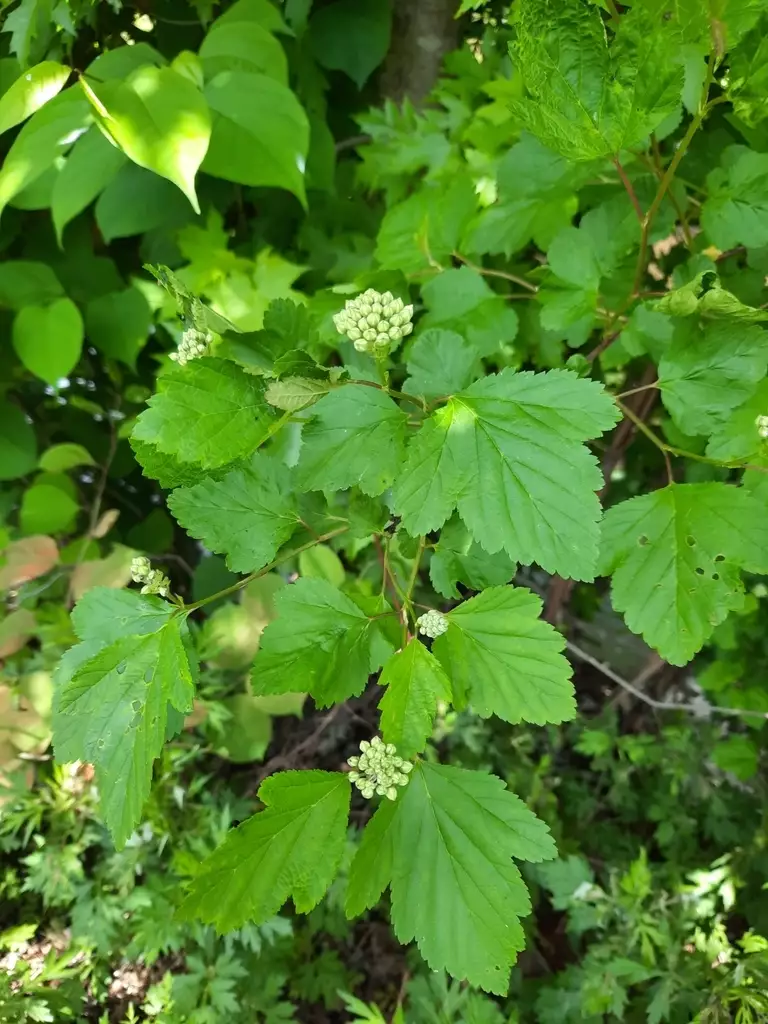 Physocarpus opulifolius - Shrub - Atlantic Ninebark, Common Ninebark ...