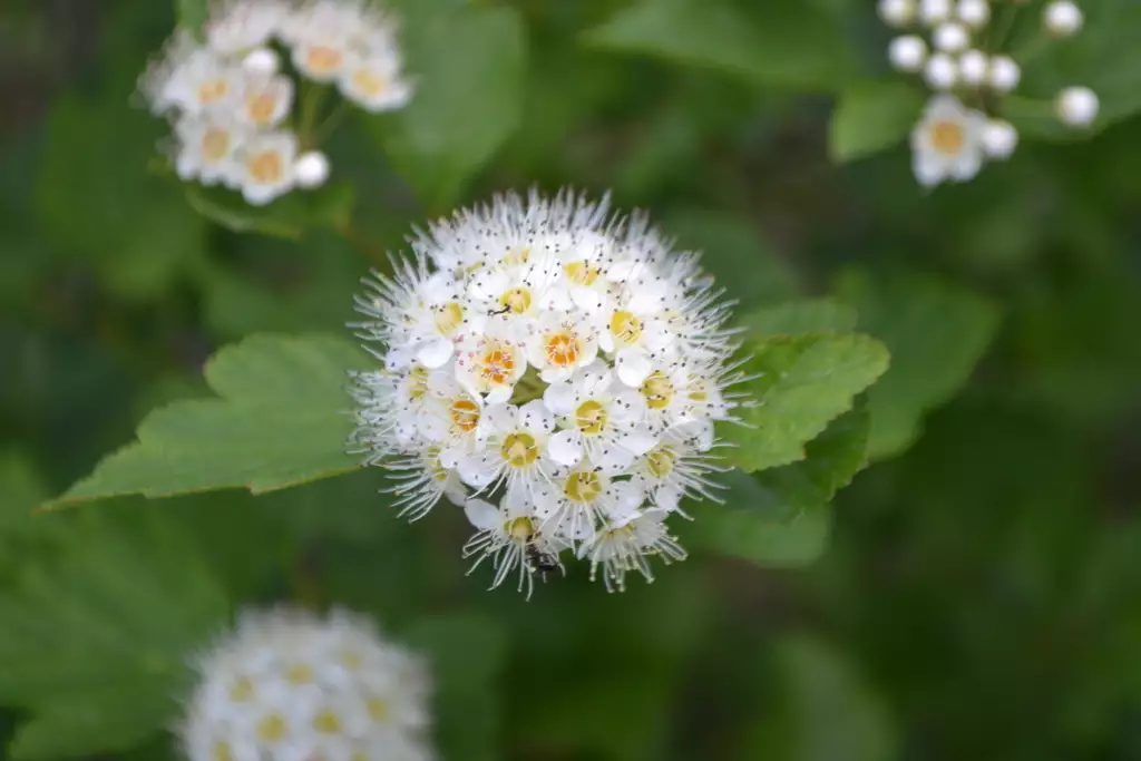 Physocarpus opulifolius - Shrub - Atlantic Ninebark, Common Ninebark ...