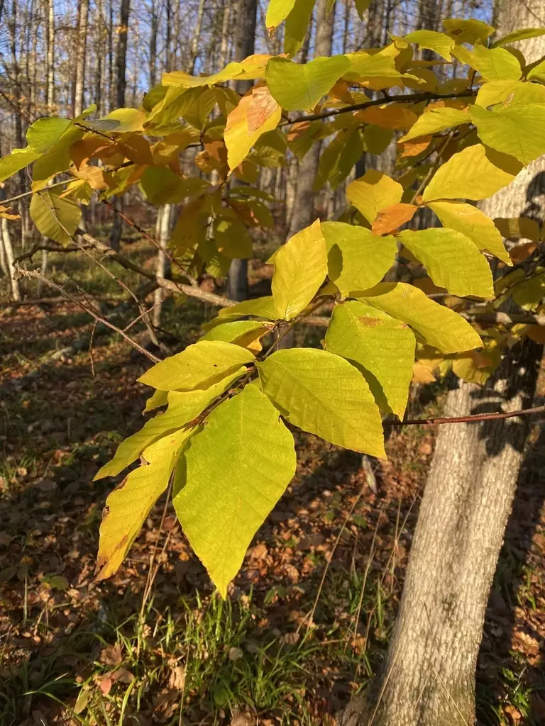 Fagus orientalis - Common Bonsai,Shade Tree - Oriental Beech