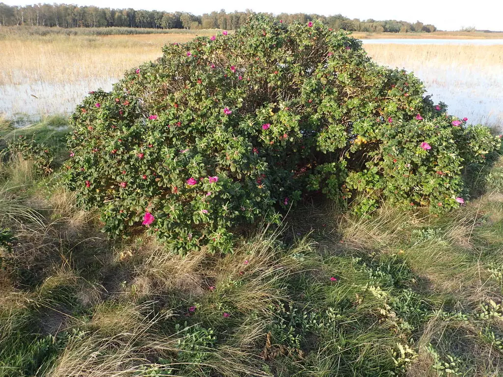 Rosa rugosa - Medicinal Herbs,Shrub,Shrub and Vine Seeds - Beach Tomato ...