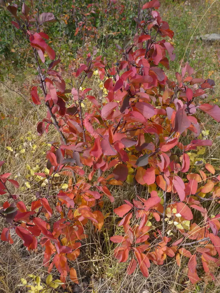 Amelanchier alnifolia - Shrub - Saskatoon Berry, Saskatoon Serviceberry