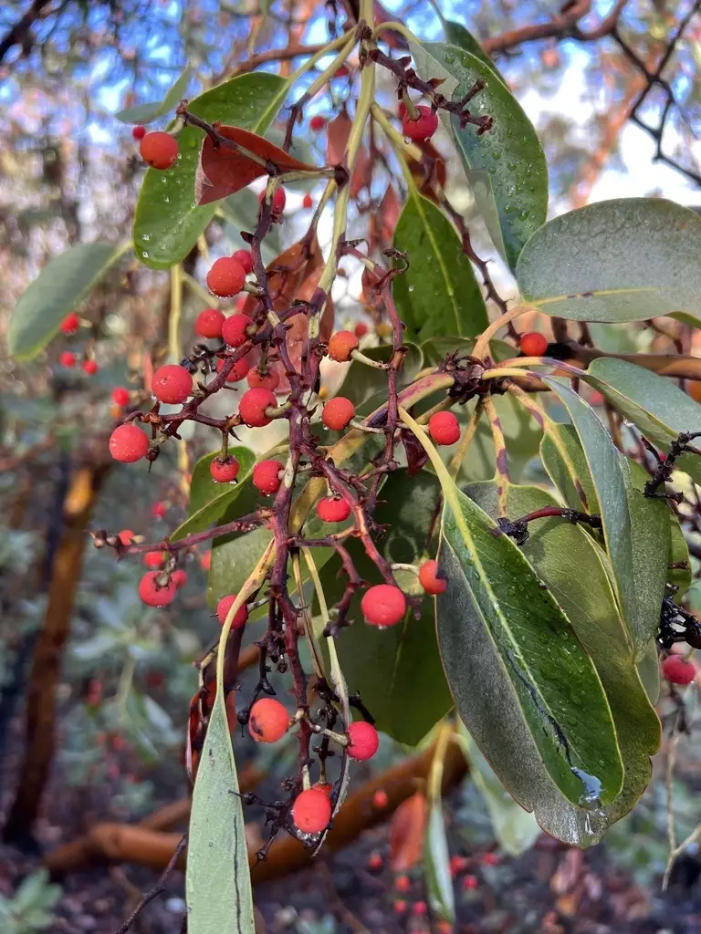 Arbutus menziesii clean seed - Ornamental Fruit - Bearberry, Pacific ...