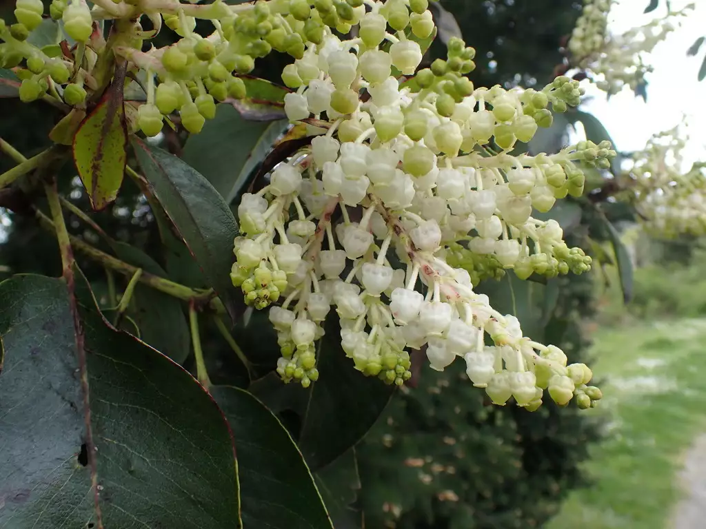 Arbutus menziesii clean seed - Ornamental Fruit - Bearberry, Pacific ...
