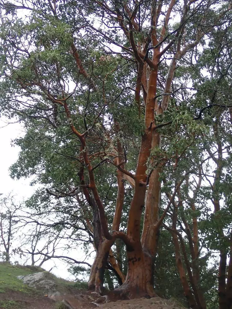 Arbutus menziesii clean seed - Ornamental Fruit - Bearberry, Pacific ...
