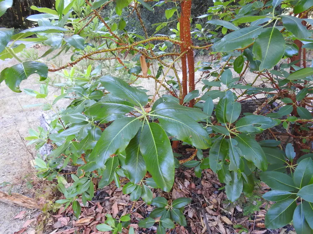 Arbutus menziesii clean seed - Ornamental Fruit - Bearberry, Pacific ...
