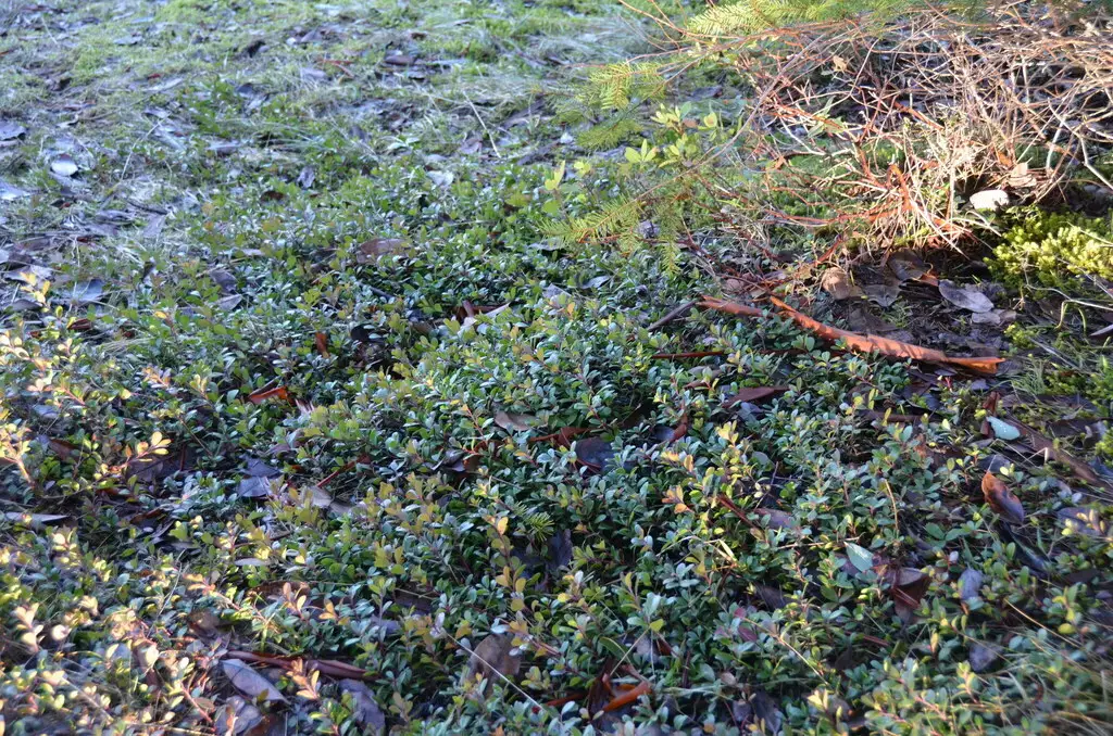 Arctostaphylos uva-ursi - Medicinal Herbs,Shrub - Bearberry, Kinnikinick