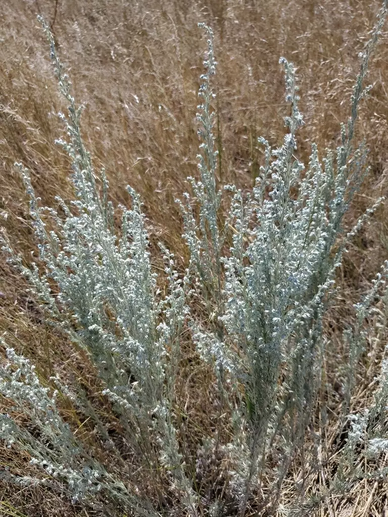 Artemisia frigida - Web page Navigation - Fringed Sage, Prairie Sagewort