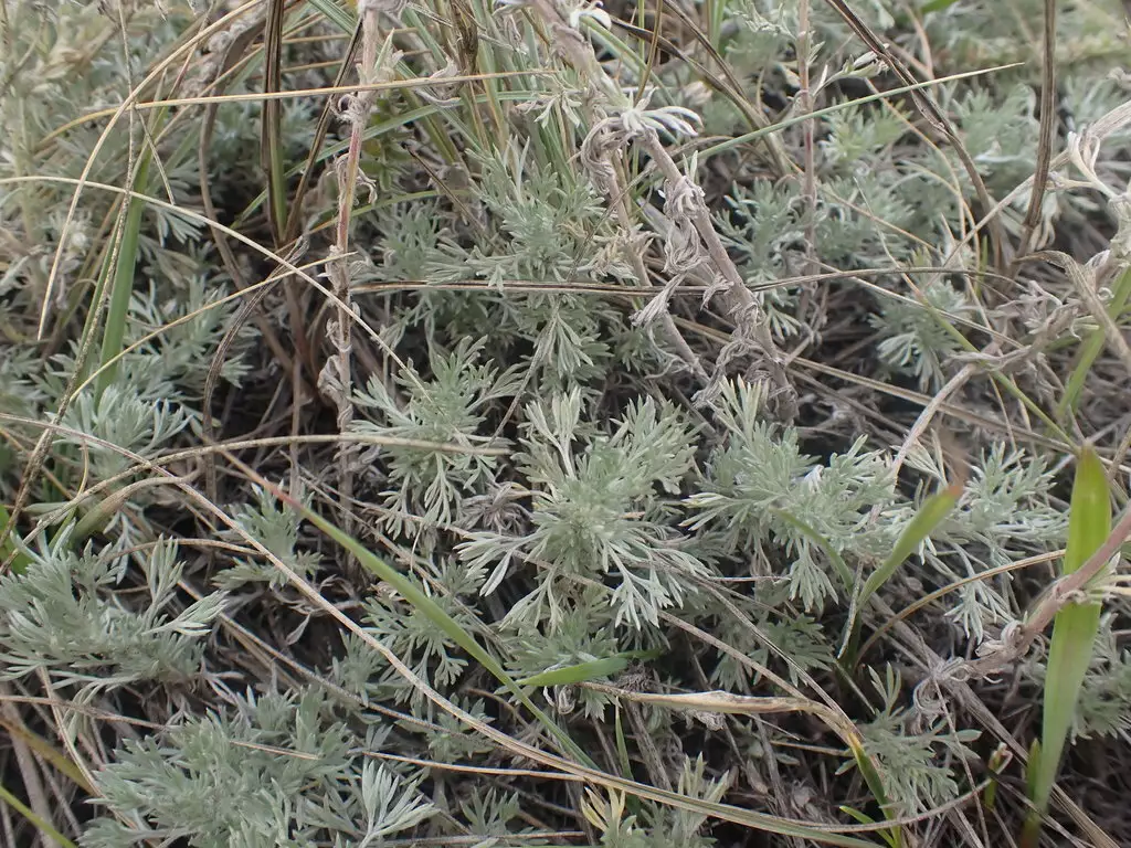 Artemisia frigida - Web page Navigation - Fringed Sage, Prairie Sagewort