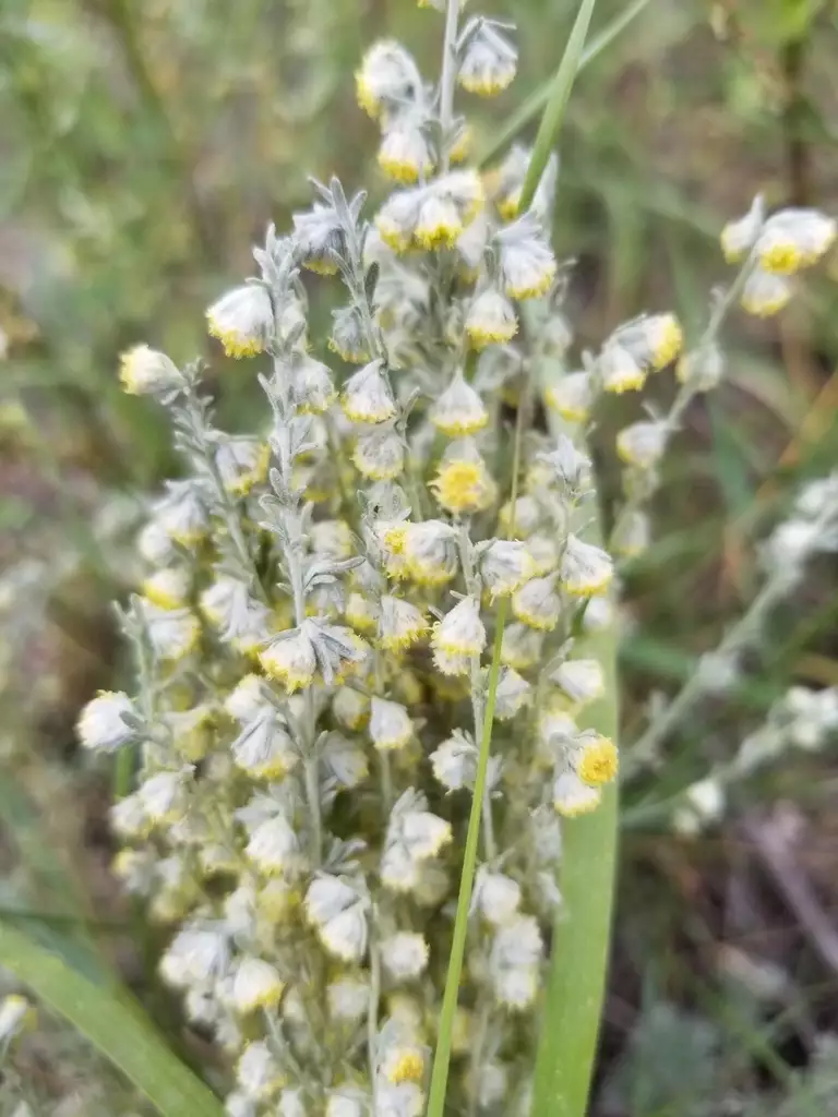 Artemisia frigida - Web page Navigation - Fringed Sage, Prairie Sagewort