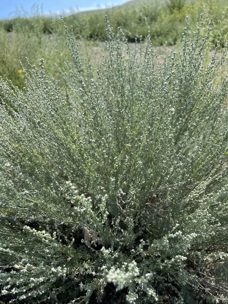 Artemisia frigida - Web page Navigation - Fringed Sage, Prairie Sagewort