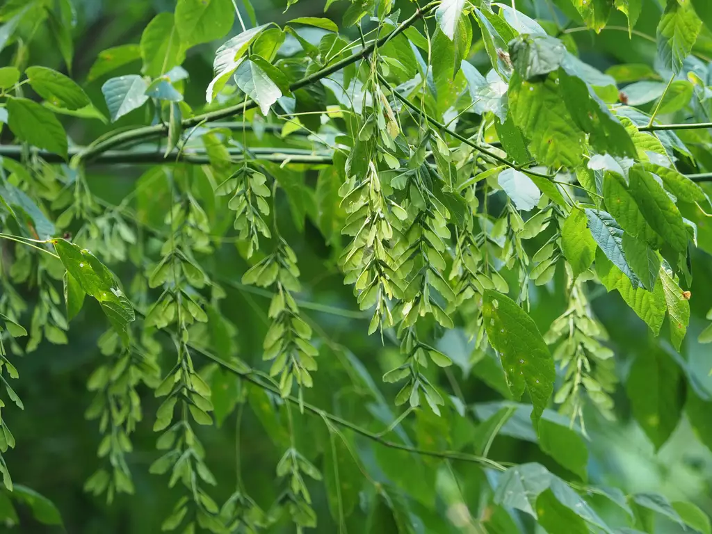Acer negundo - Common Bonsai,Hardwood - Ash-leaved Maple, Ashleaf Maple ...