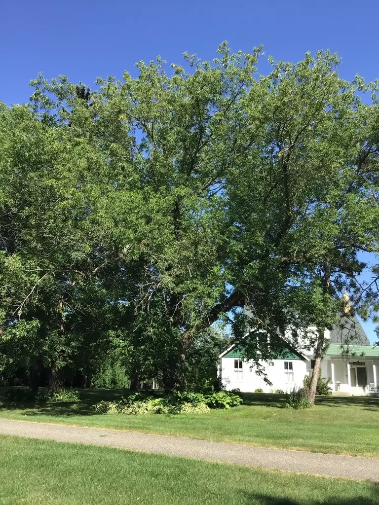 Acer negundo - Common Bonsai,Hardwood - Ash-leaved Maple, Ashleaf Maple ...